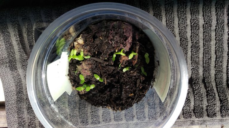 How to grow Pitaya (Dragon Fruit) from seed ← Basic Lowdown.. No waffle